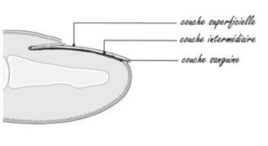 Biologie des ongles : Comprendre leur typologie